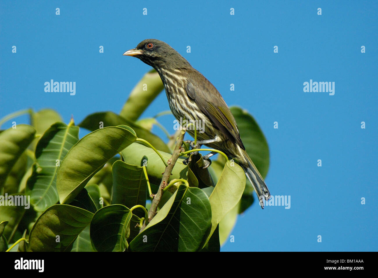 Palmchat bird hi-res stock photography and images - Alamy