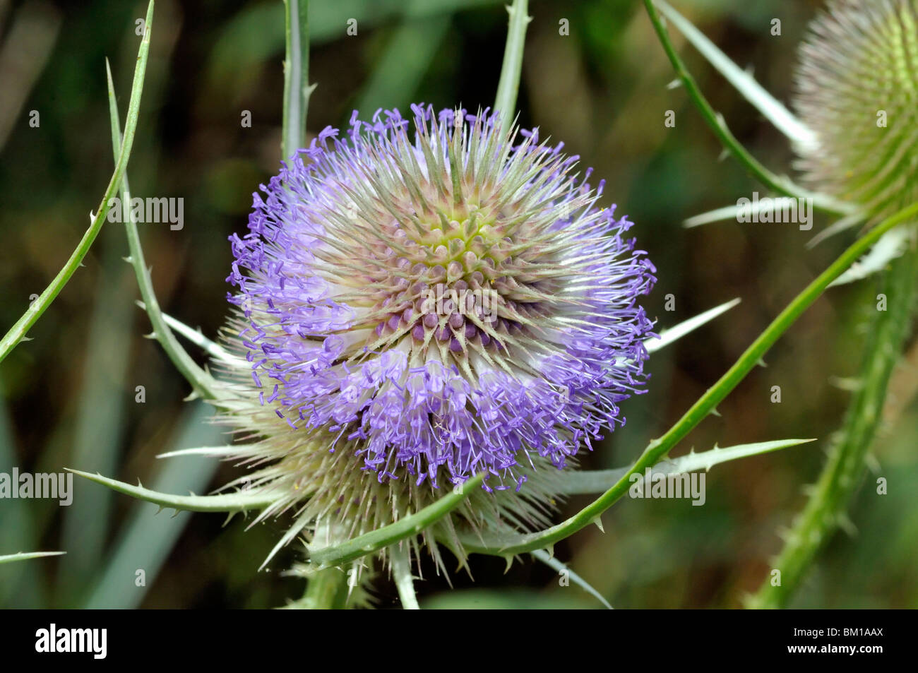 Dipsacus fullonum, Fuller's teasel Stock Photo - Alamy