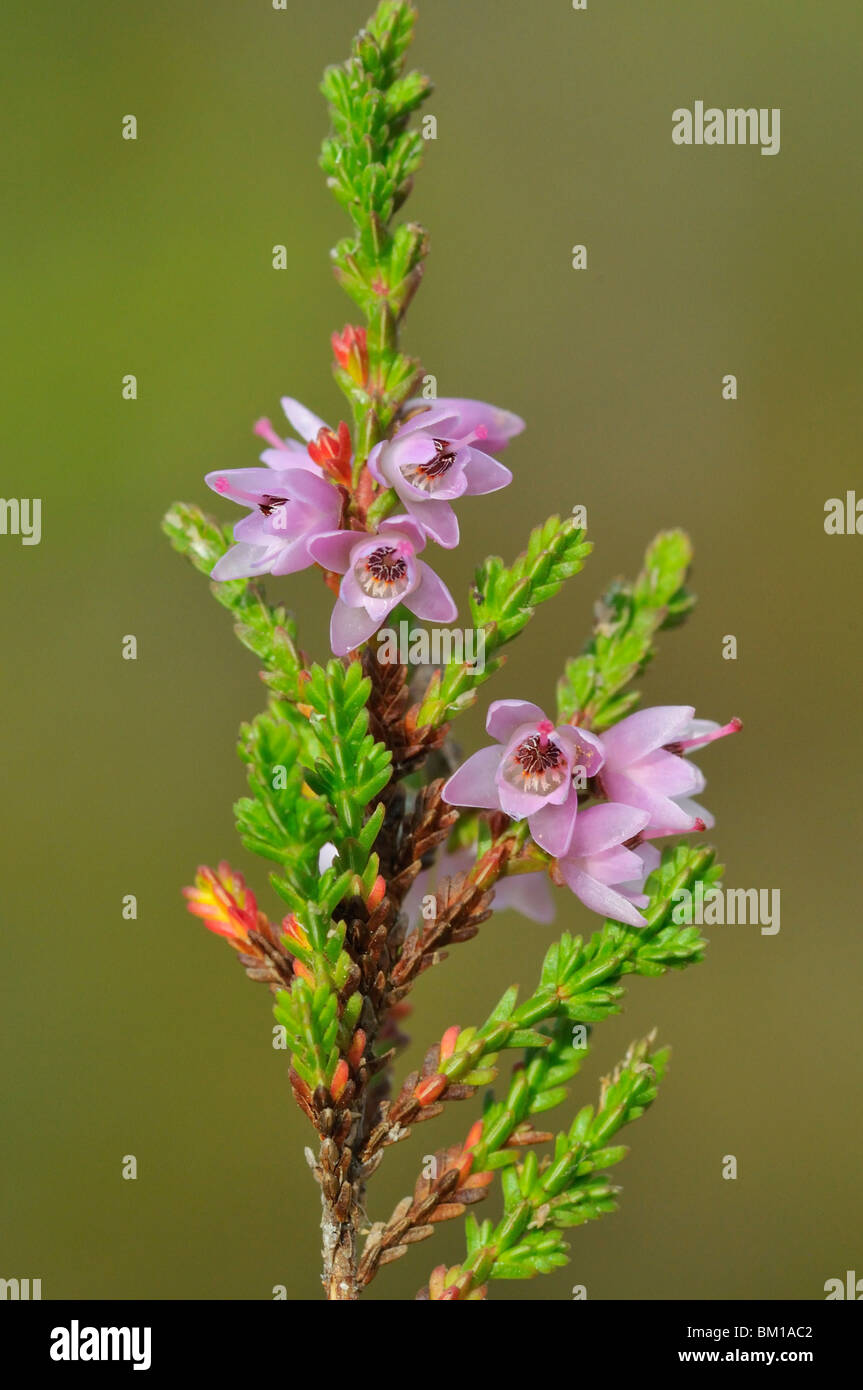Calluna vulgaris, Common Heather Stock Photo - Alamy