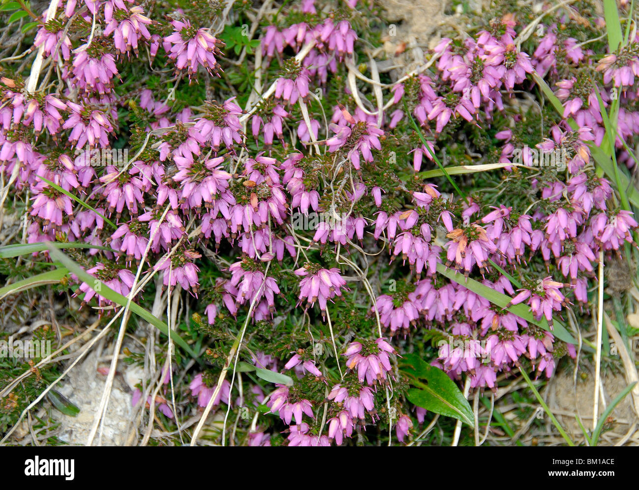 Erica carnea, Winter heath Stock Photo - Alamy