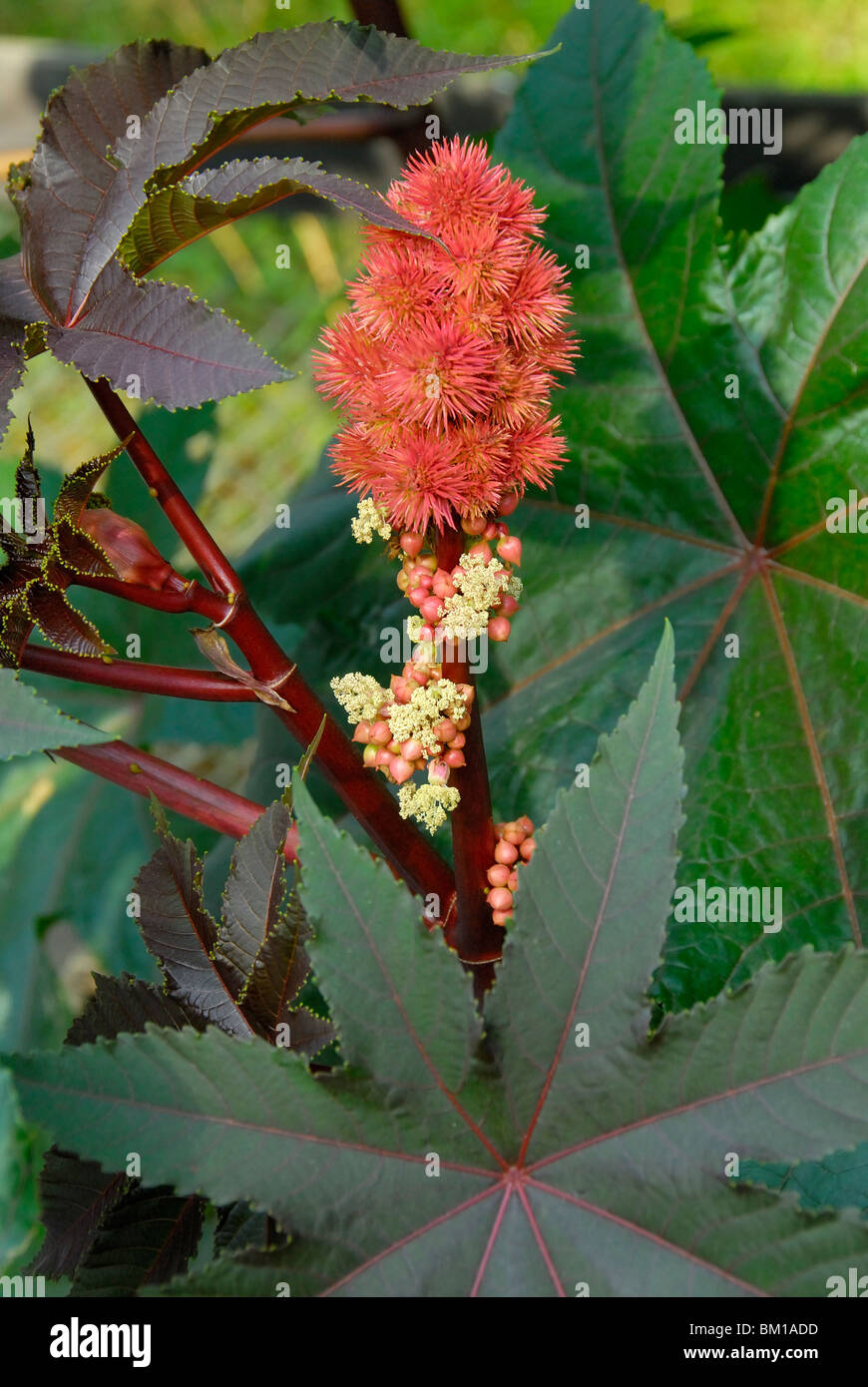Ricinus communis, Castor oil plant Stock Photo - Alamy
