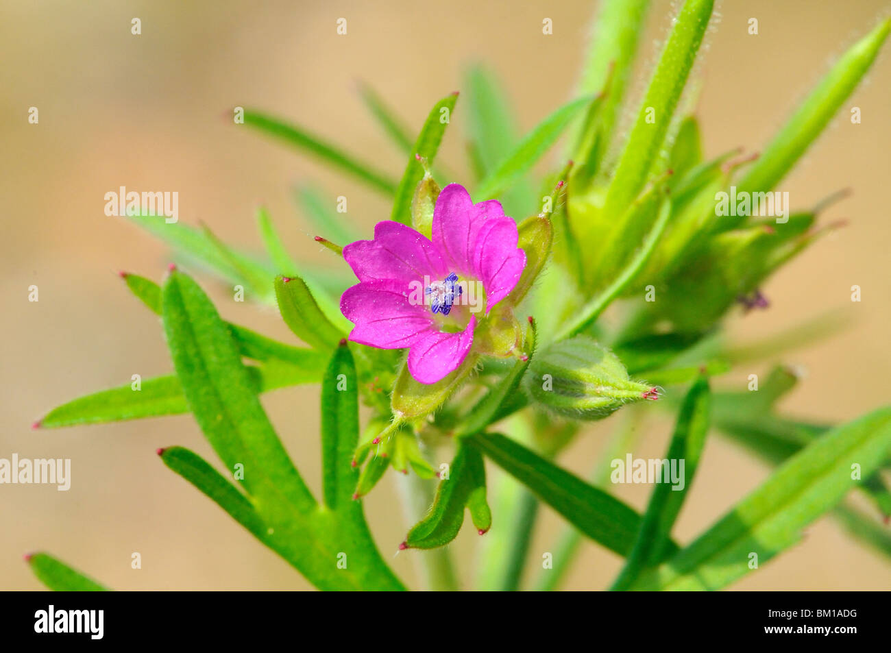 Geranium dissectum, Cut-leaved Cranesbill Stock Photo - Alamy