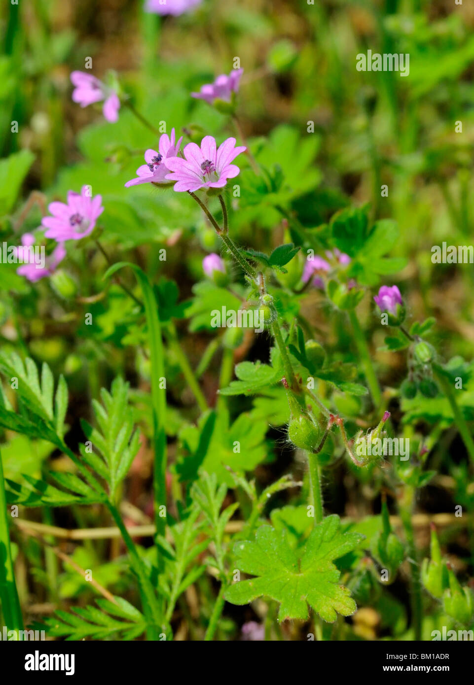 Geranium molle, Dovesfoot Cranesbill Stock Photo - Alamy