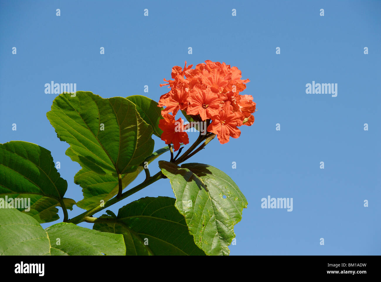 Geiger tree hi-res stock photography and images - Alamy