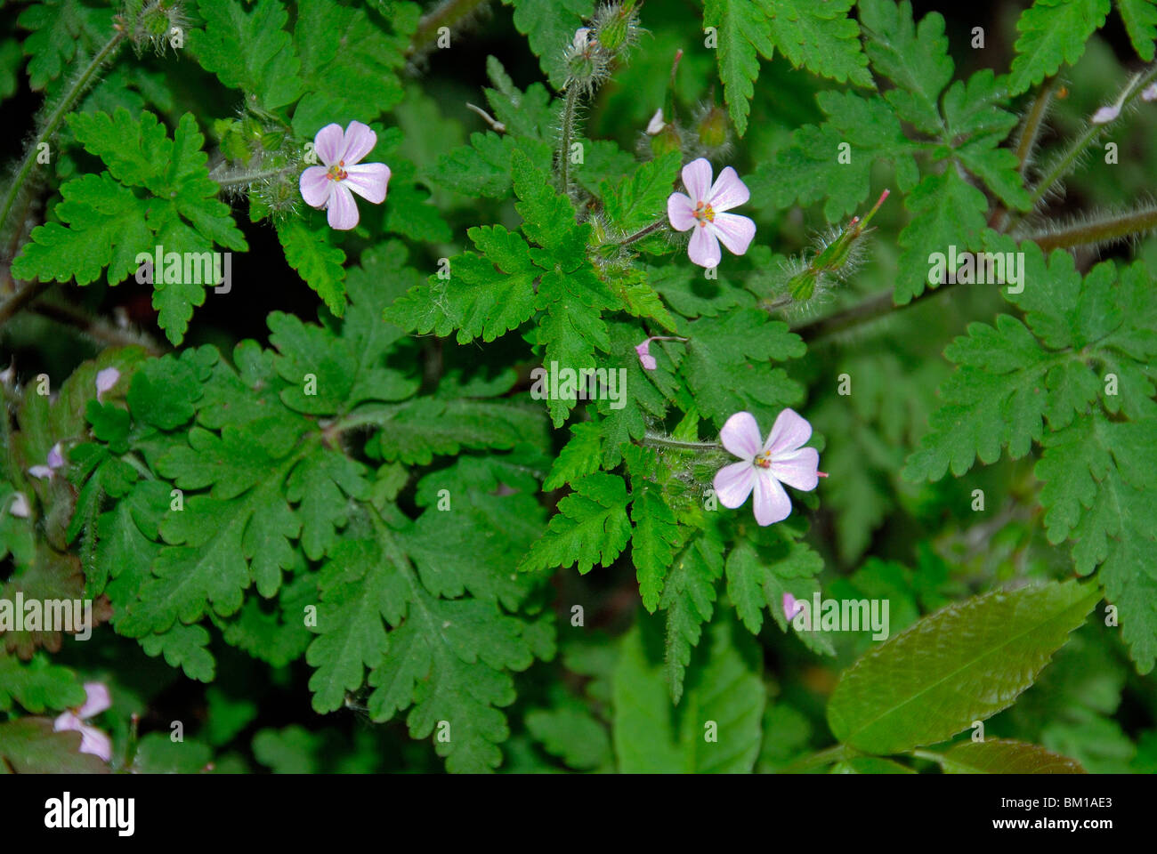 Geranium robertianum, Herb Robert Stock Photo - Alamy