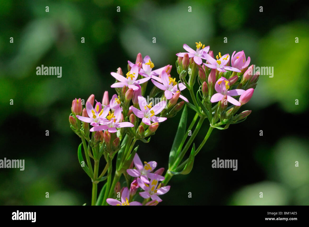 Centaurium erythraea, European centaury Stock Photo - Alamy