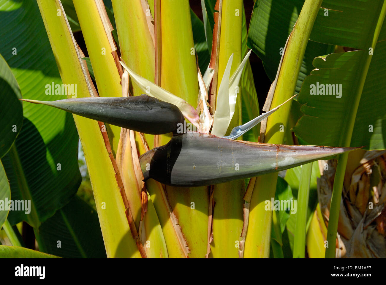 Strelitzia alba, Dominican Republic, West Indies, Central America Stock ...