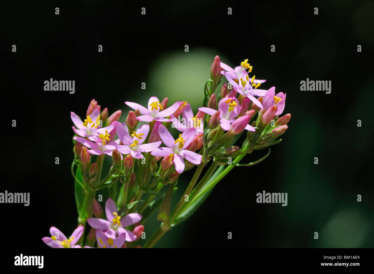 Centaurium erythraea, European centaury Stock Photo - Alamy