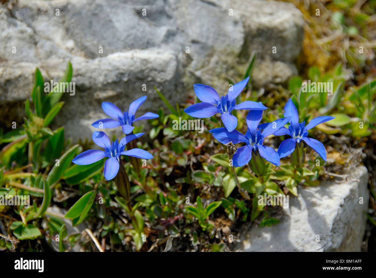 Gentiana verna, Spring Gentian Stock Photo - Alamy