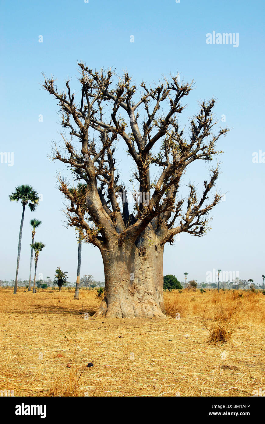 Baobab tree senegal hi-res stock photography and images - Alamy