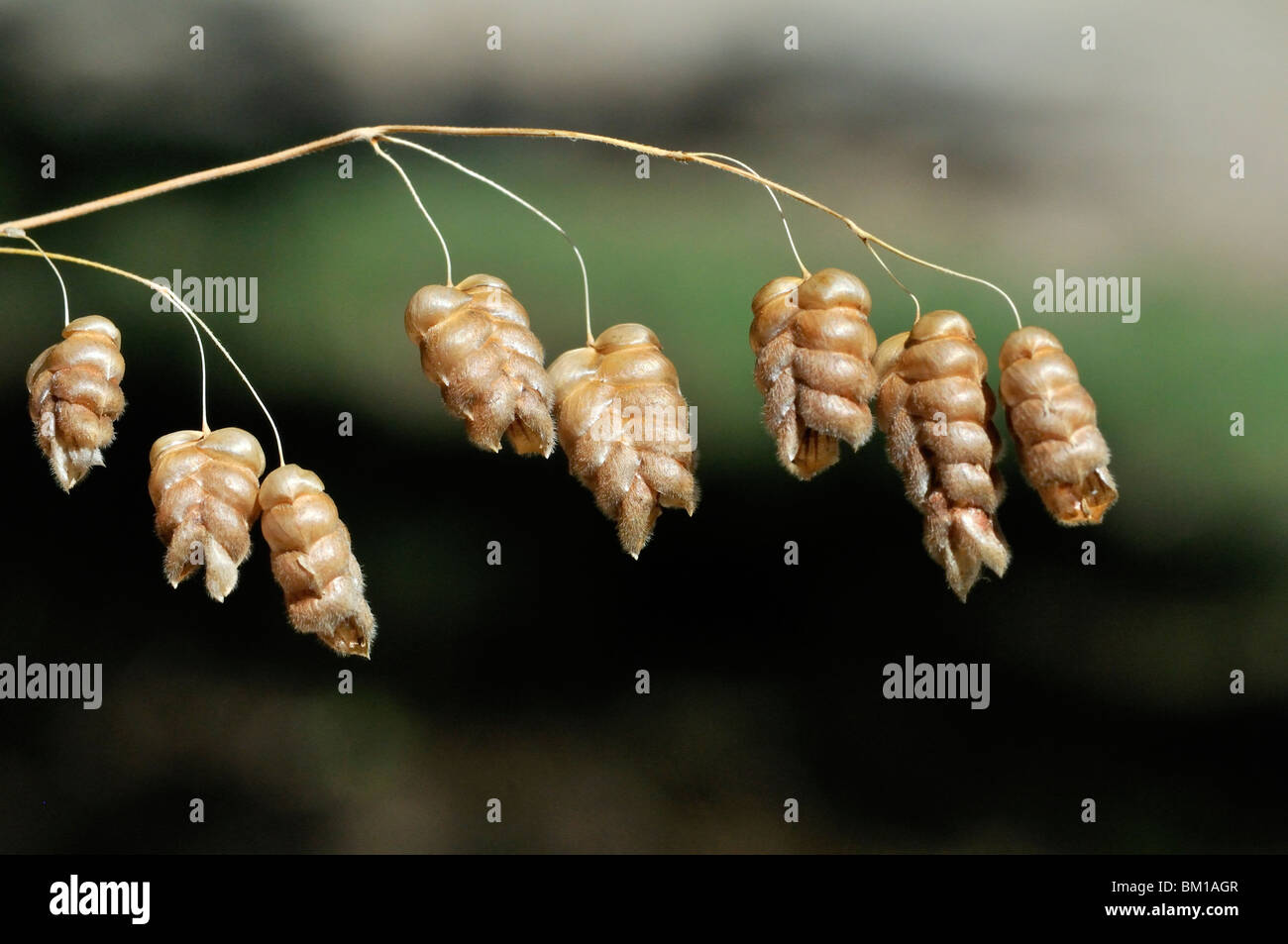 Graminaceae hi-res stock photography and images - Alamy