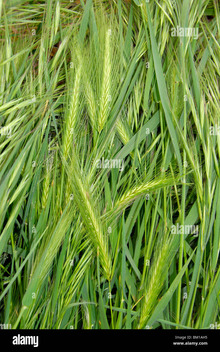 Hordeum Murinum