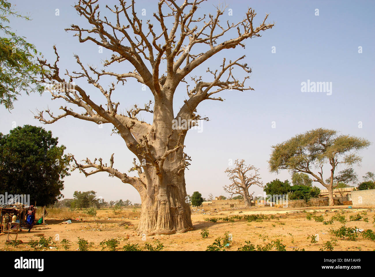 Baobab tree, Republic of Senegal, Africa Stock Photo - Alamy