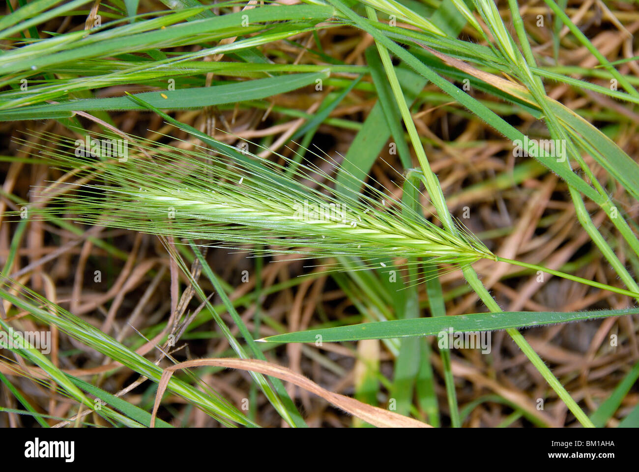 False barley hi-res stock photography and images - Alamy