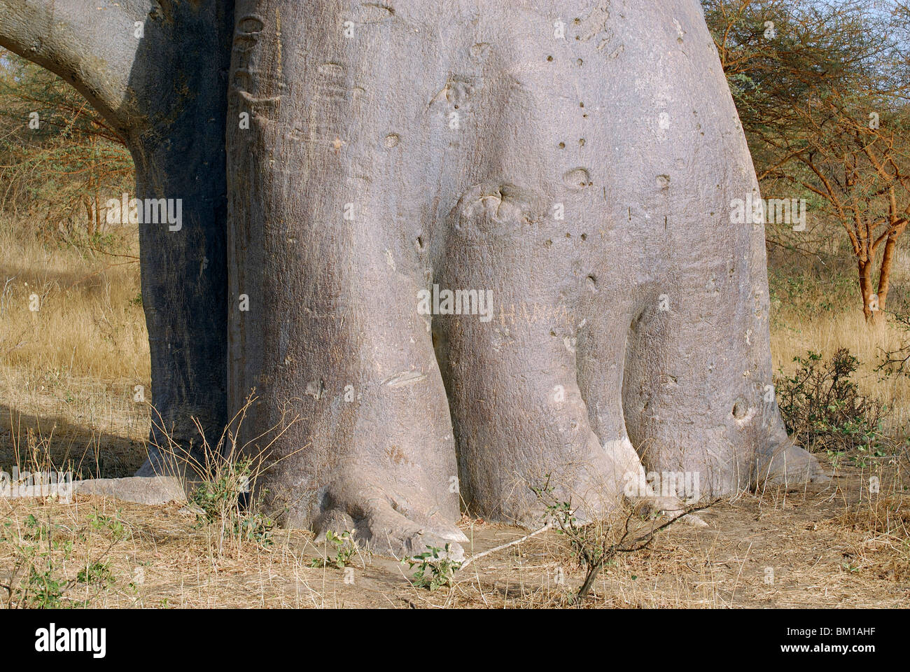 Baobab tree, Republic of Senegal, Africa Stock Photo - Alamy
