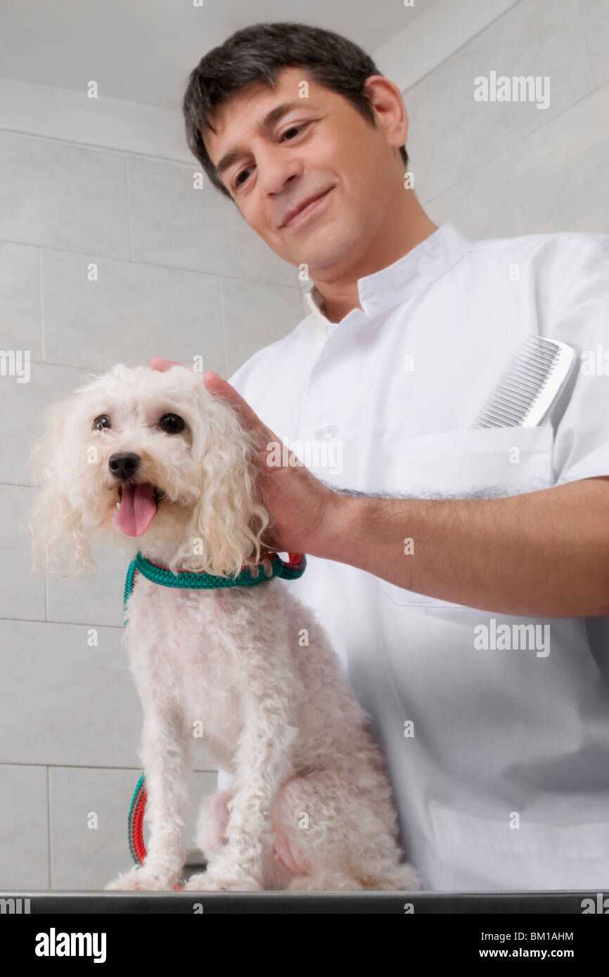 Vet examining a dog on an examination table Stock Photo - Alamy