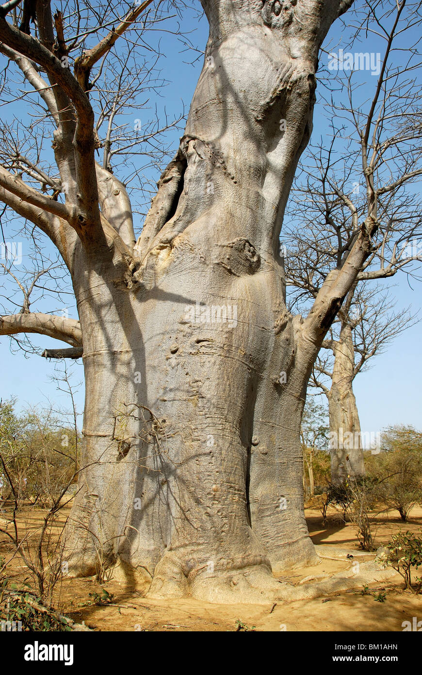 Baobab tree, Republic of Senegal, Africa Stock Photo - Alamy