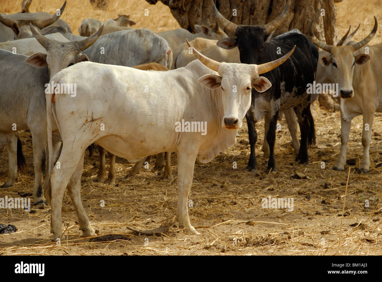 Zebu, Republic of Senegal, Africa Stock Photo - Alamy
