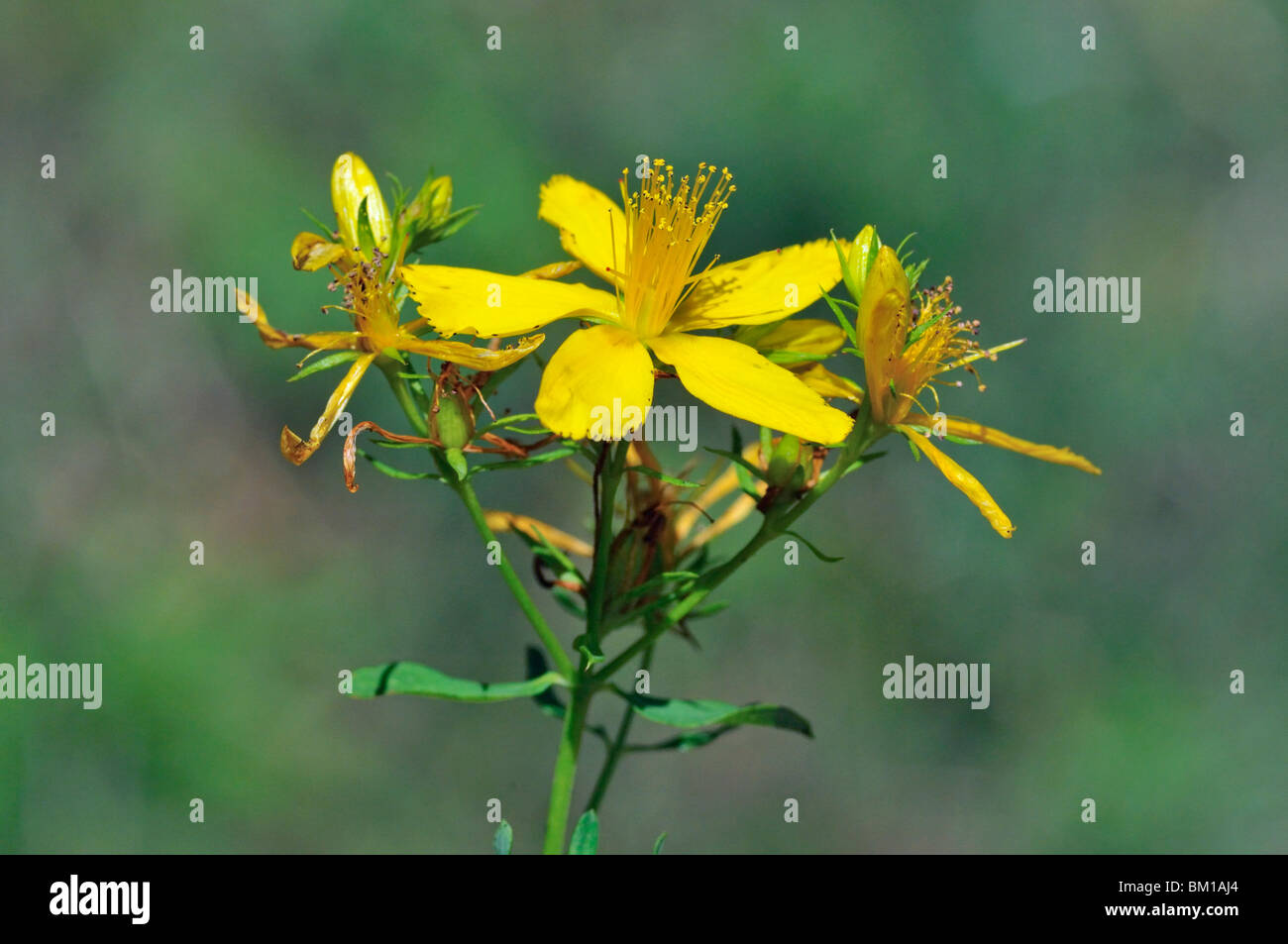 Hypericum perforatum, St John's wort Stock Photo - Alamy