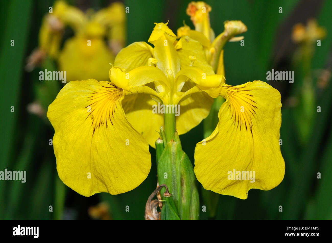 Iris pseudacorus, yellow iris Stock Photo - Alamy