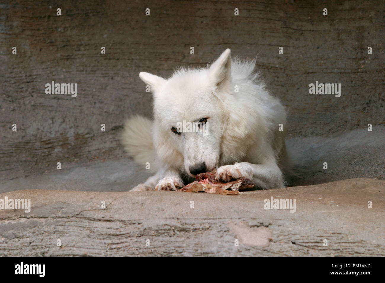 Arctic wolf eating hi-res stock photography and images - Alamy