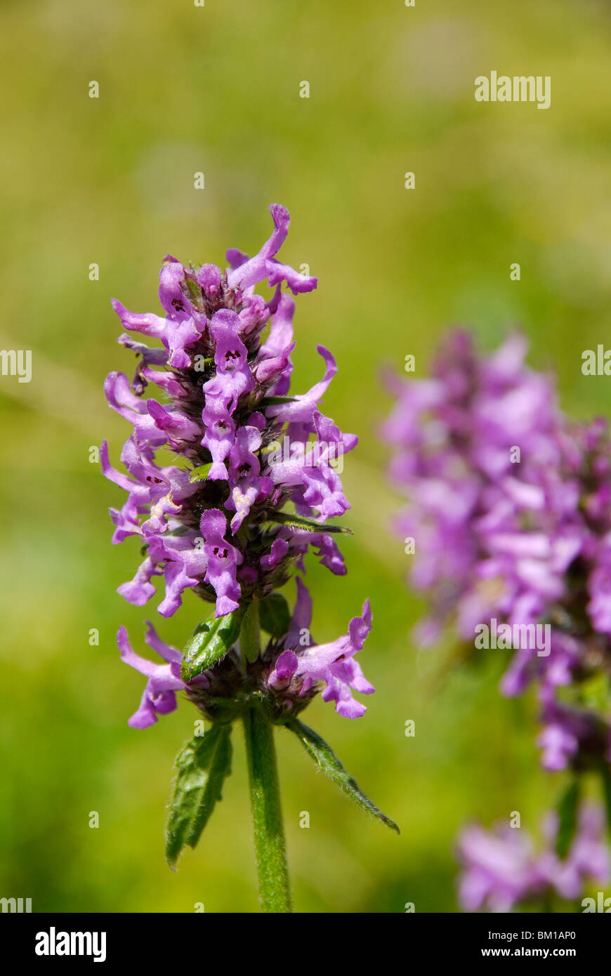 Stachys officinalis, Purple betony Stock Photo - Alamy
