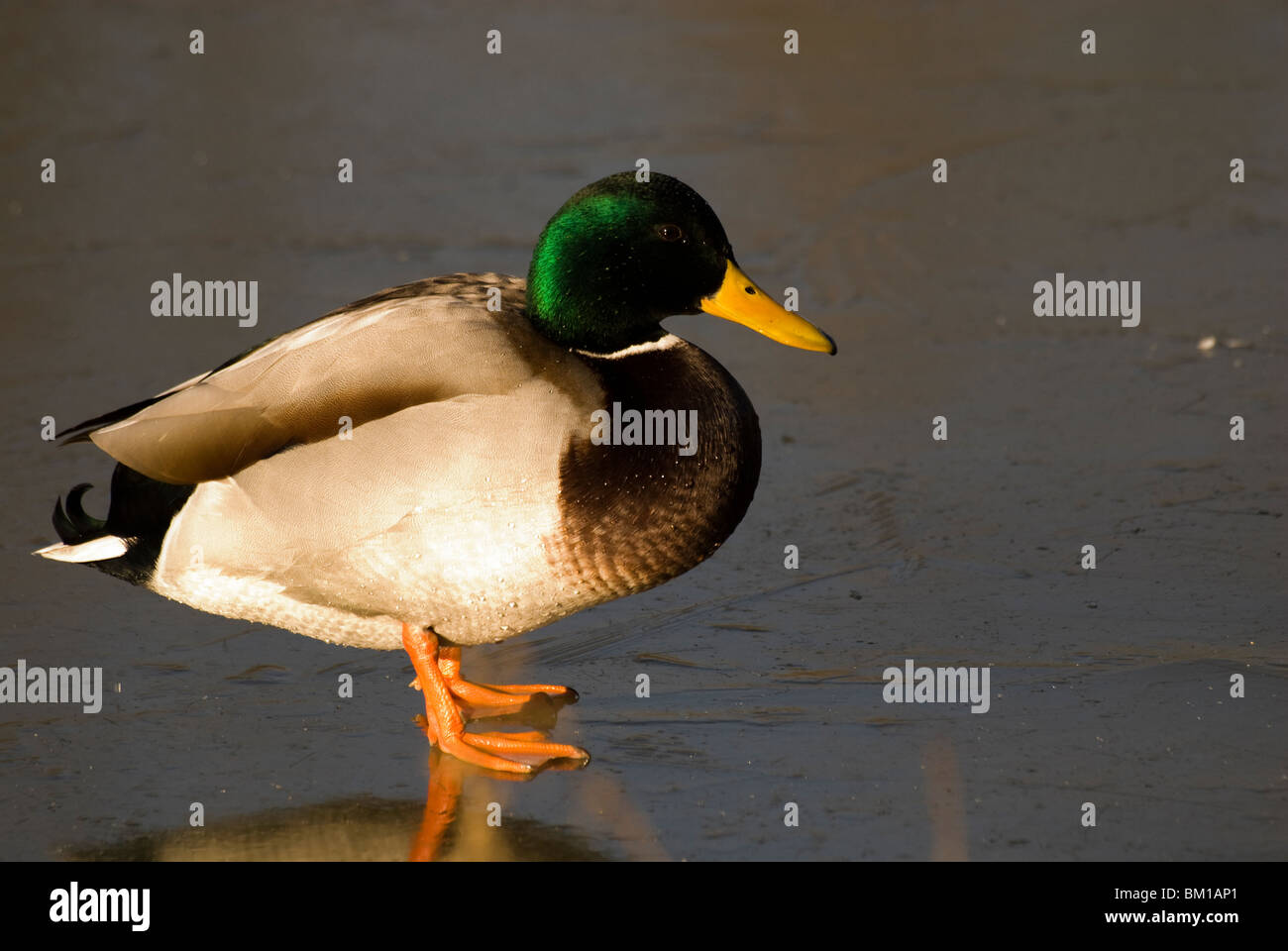 Frozen duck feet hi-res stock photography and images - Alamy