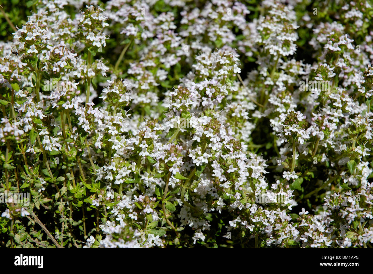Thymus vulgaris, Common Thyme Stock Photo - Alamy