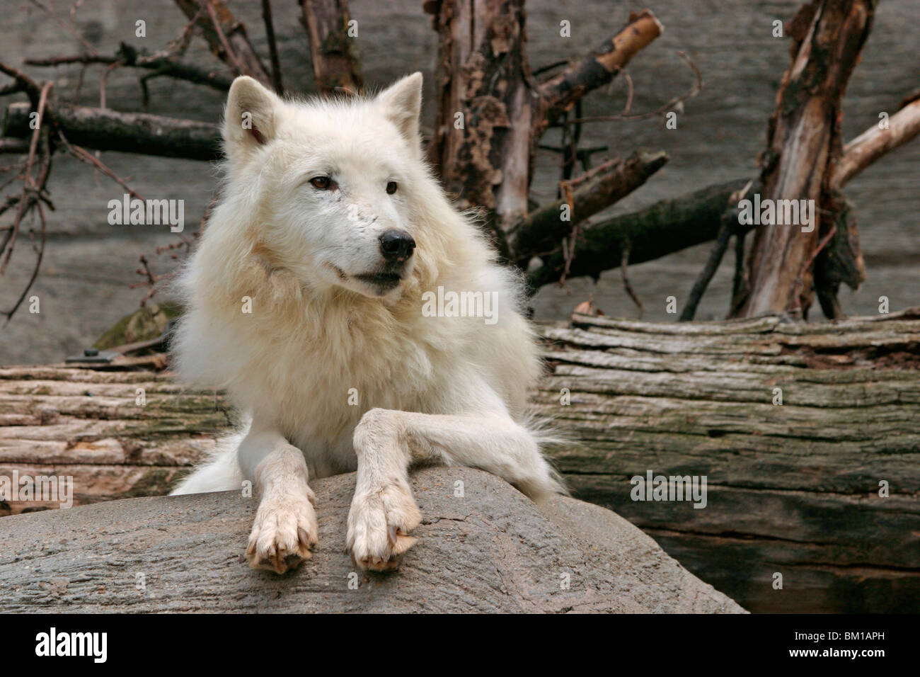 Weisser wolf hi-res stock photography and images - Alamy