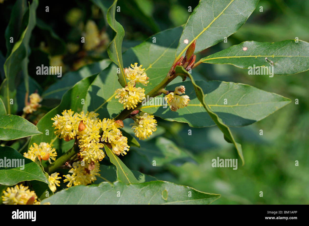 Laurus nobilis, Bay Laurel Stock Photo - Alamy