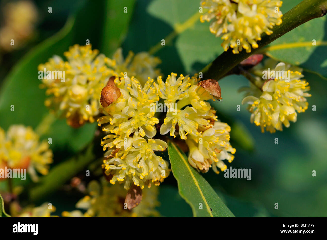 Laurus nobilis, Bay Laurel Stock Photo - Alamy