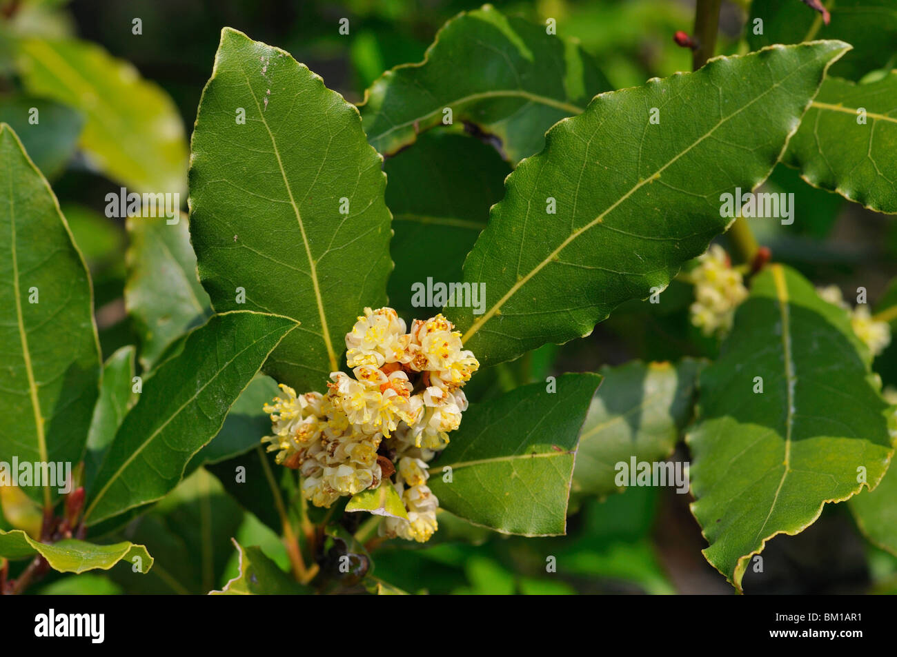 Laurus nobilis flower hi-res stock photography and images - Alamy