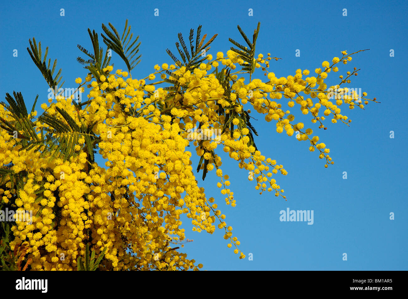 Acacia dealbata, Silver Wattle Stock Photo - Alamy