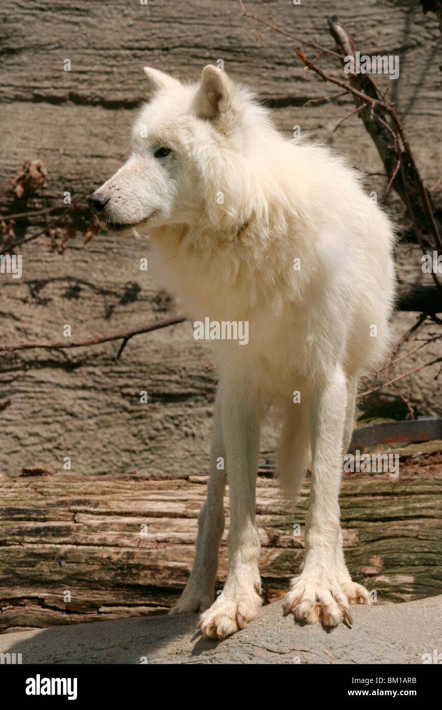 Weisser wolf hi-res stock photography and images - Alamy