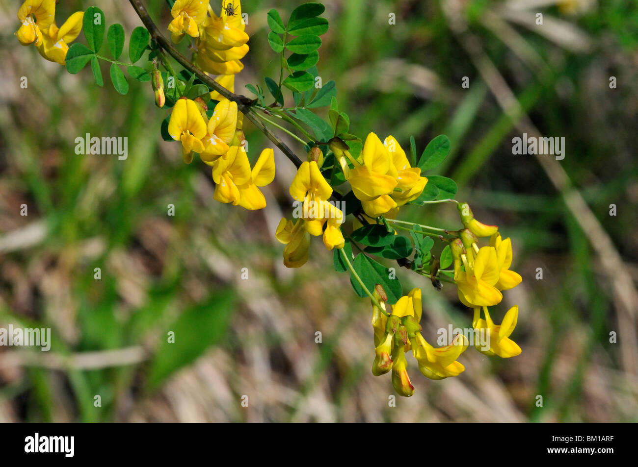 Emerus hi-res stock photography and images - Alamy