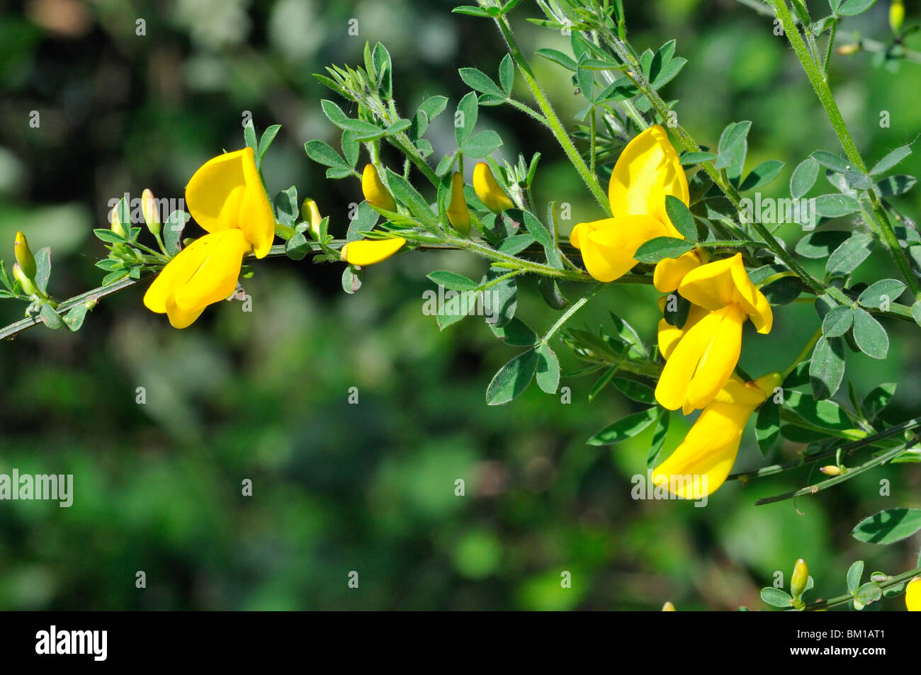 Cytisus scoparius, Common Broom Stock Photo - Alamy
