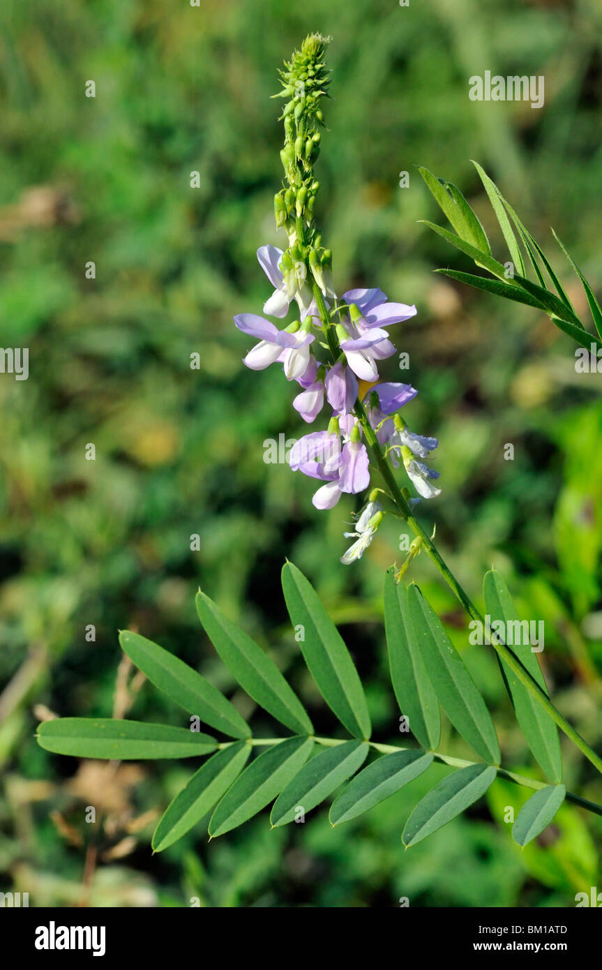 French lilac galega officinalis hi-res stock photography and images - Alamy