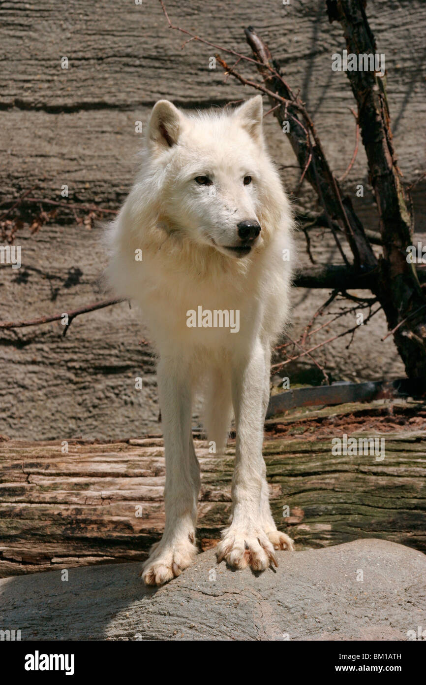 Polar Wolf Stock Photo - Alamy