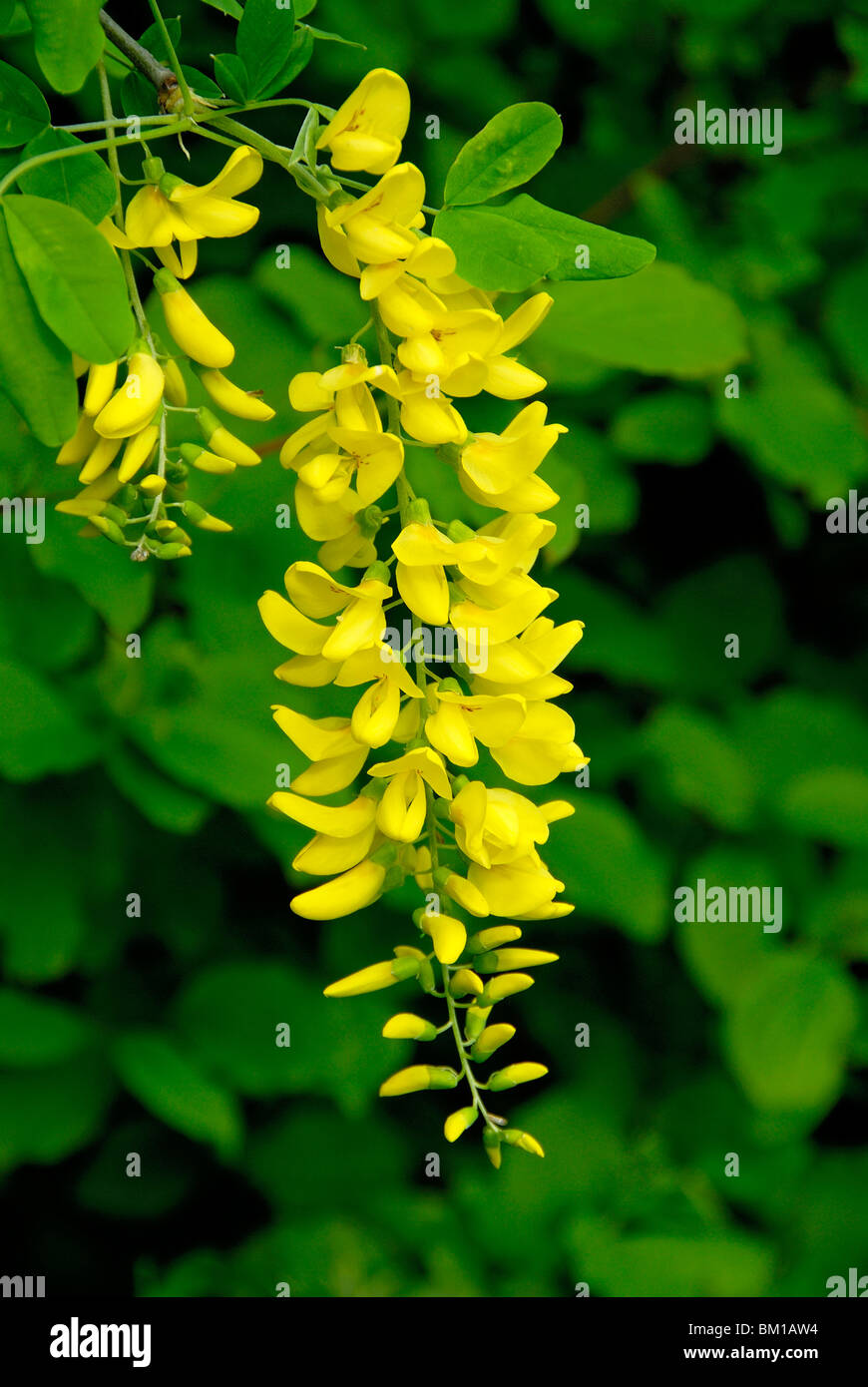 Laburnum anagyroides, Common Laburnum Stock Photo - Alamy