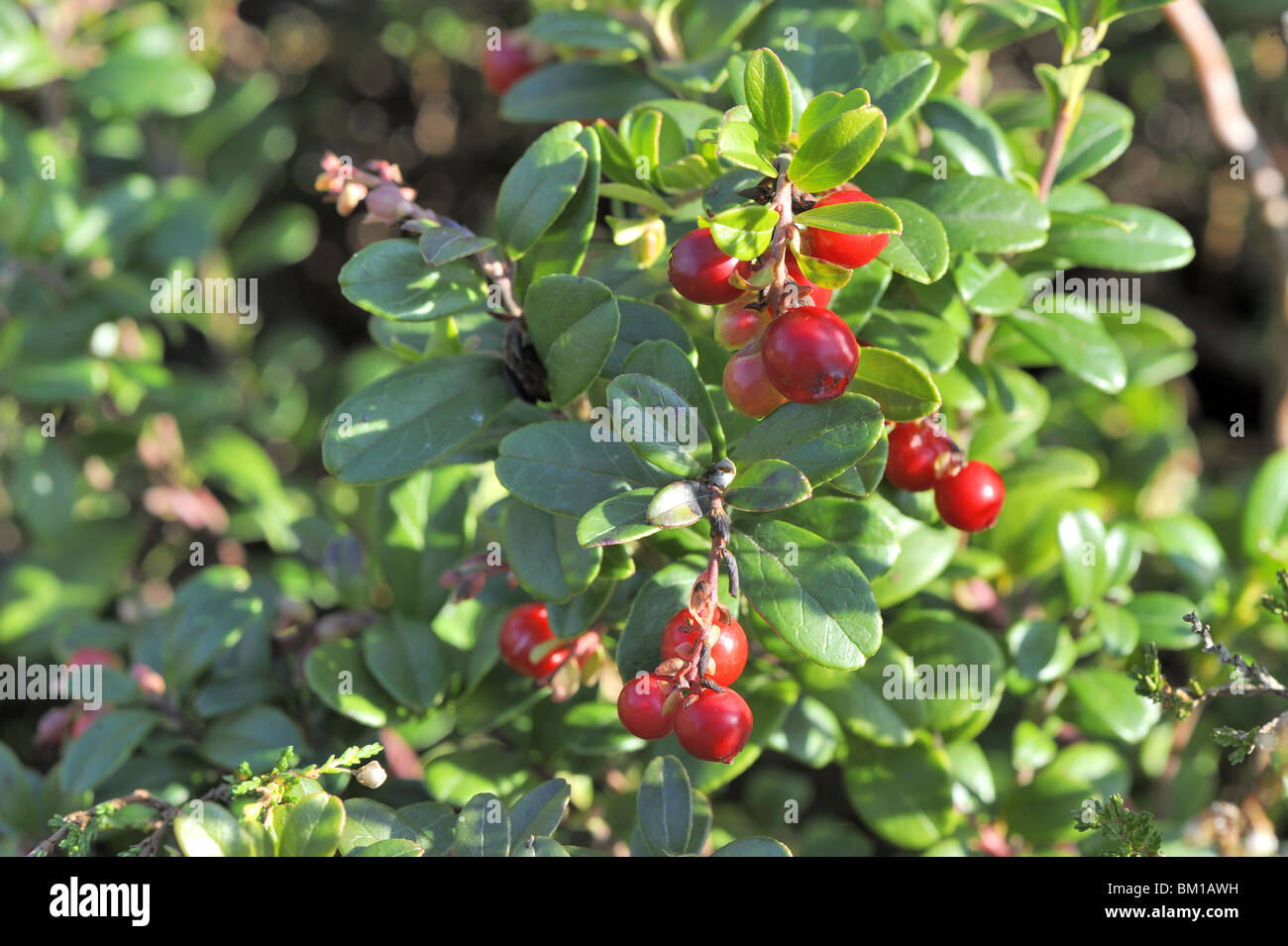 Cowberry bush fruits Stock Photo - Alamy