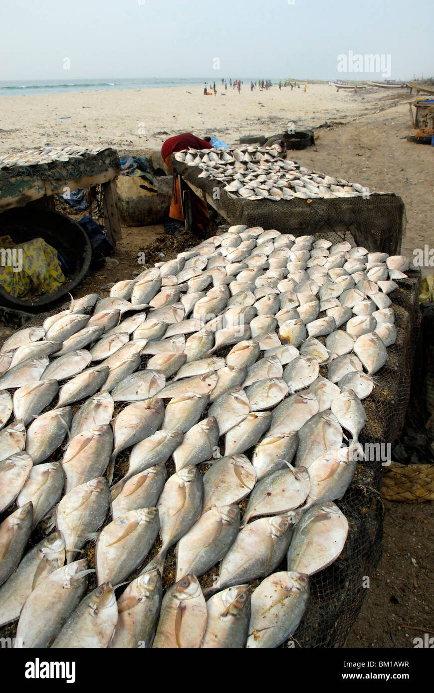 Fish processing, Saint-Louis, Republic of Senegal, Africa Stock Photo ...