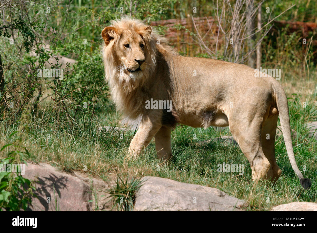 Angola lions hi-res stock photography and images - Alamy