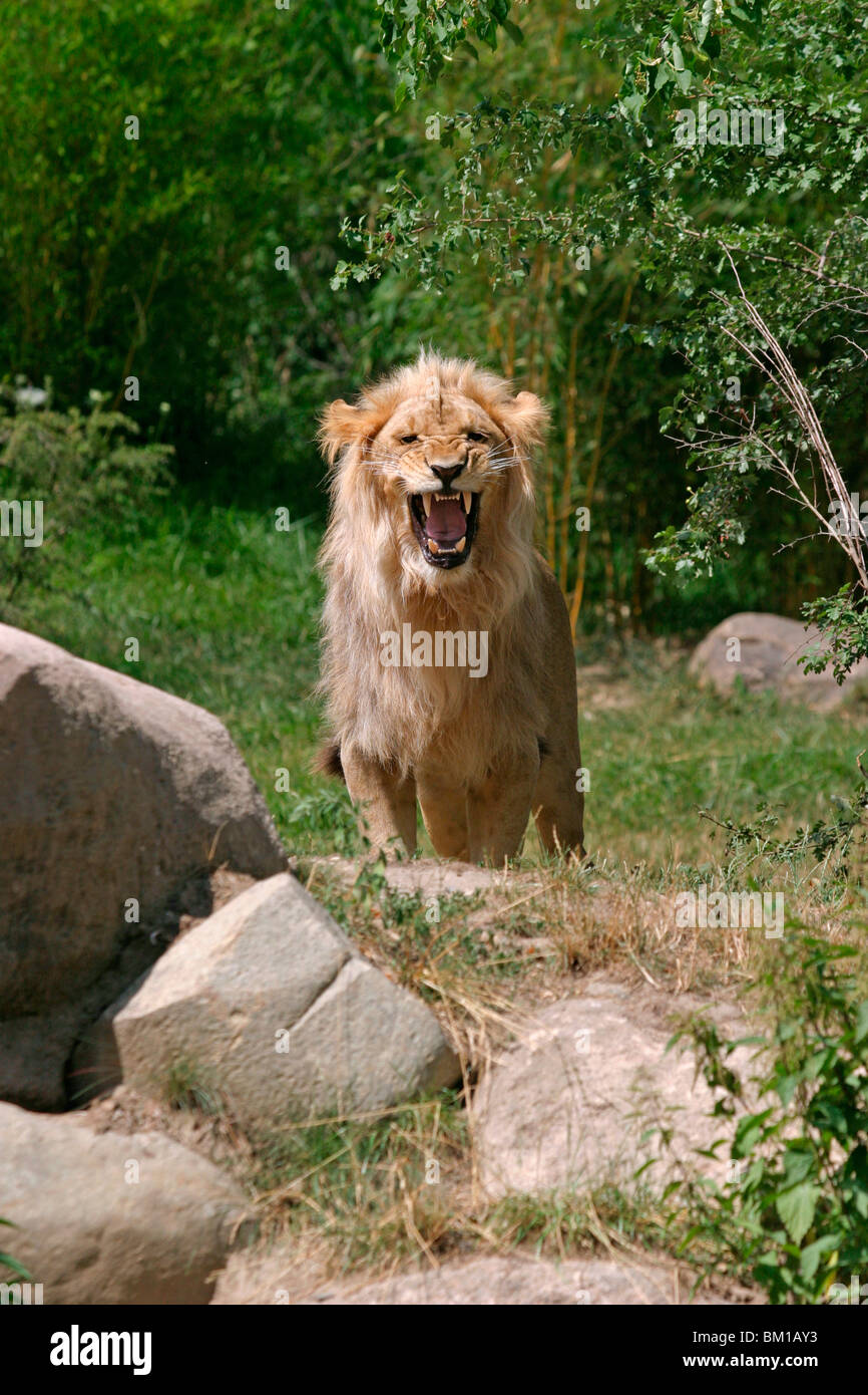 Angola Lowe High Resolution Stock Photography and Images - Alamy