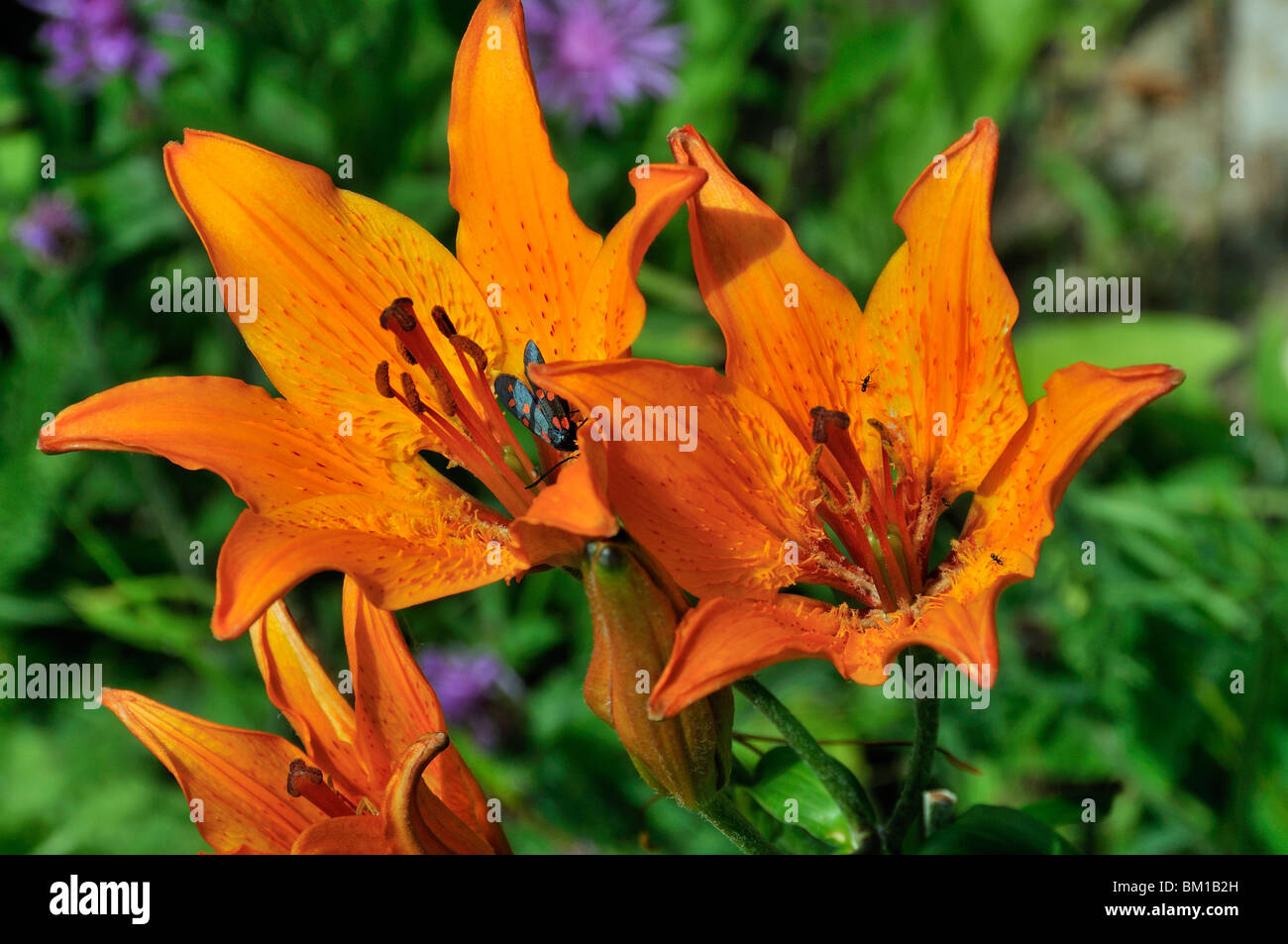 Lily fire hi-res stock photography and images - Alamy