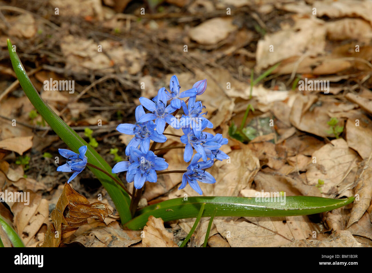 Scilla bifolia, Alpine Squill Stock Photo - Alamy