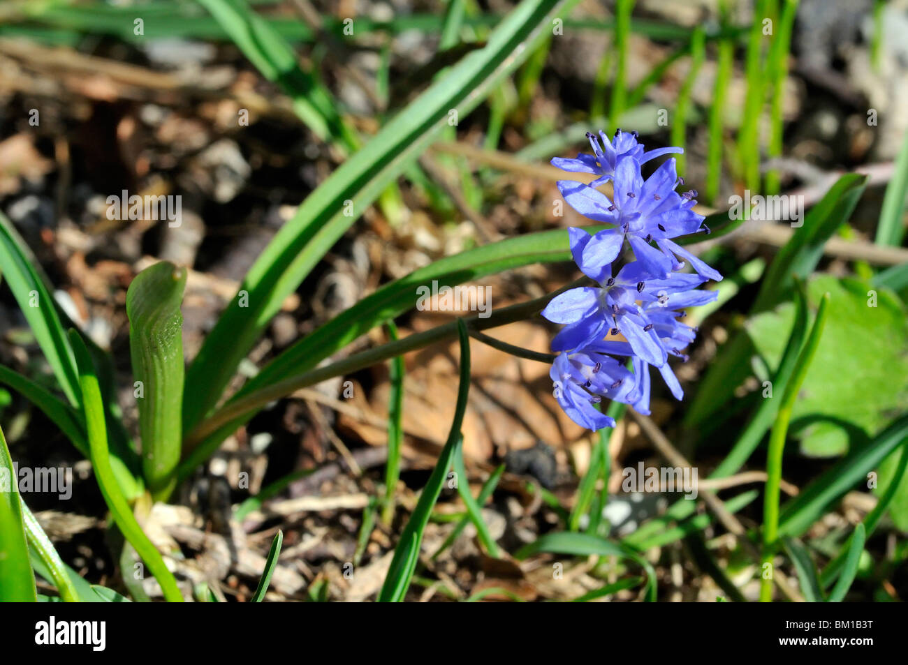 Scilla bifolia, Alpine Squill Stock Photo - Alamy