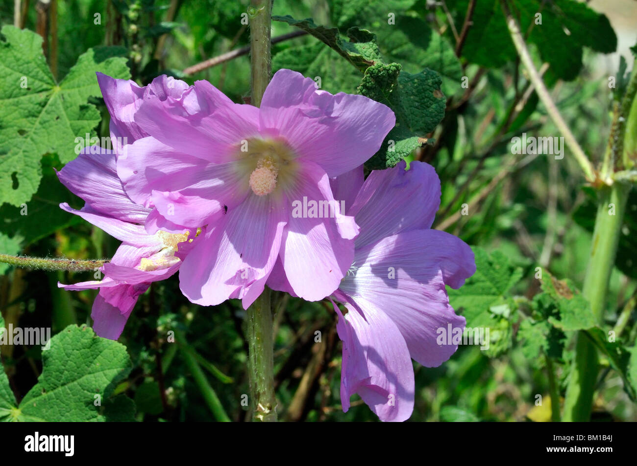 Malva plant hi-res stock photography and images - Alamy