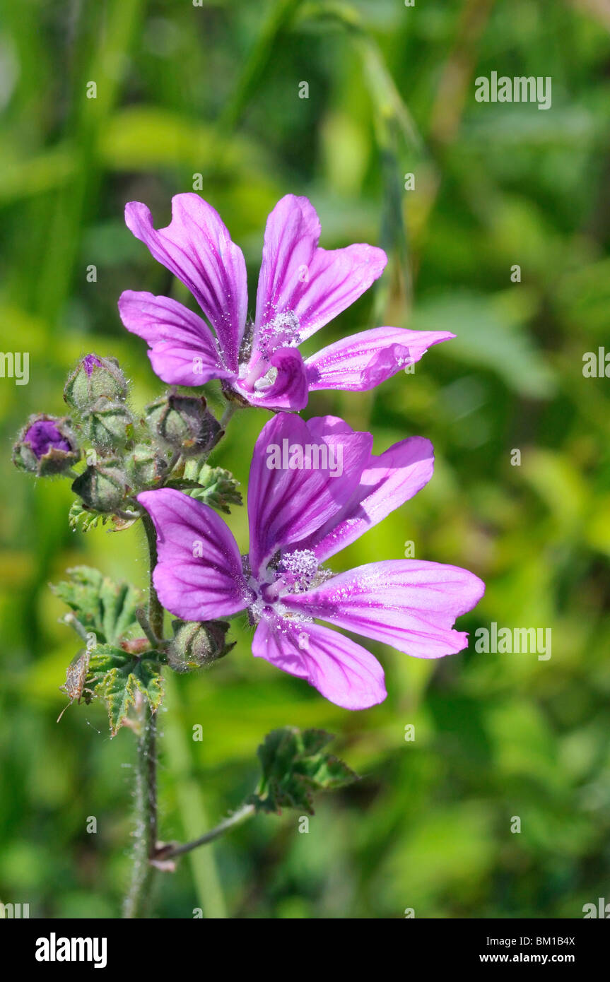Malva sylvestris, Mallow Stock Photo - Alamy