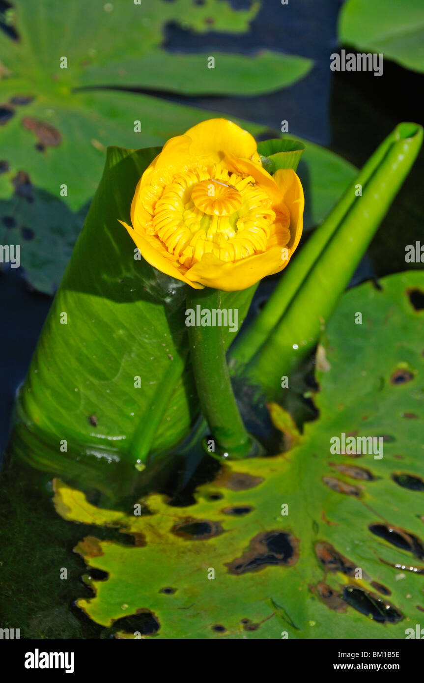 Cow lily hi-res stock photography and images - Alamy