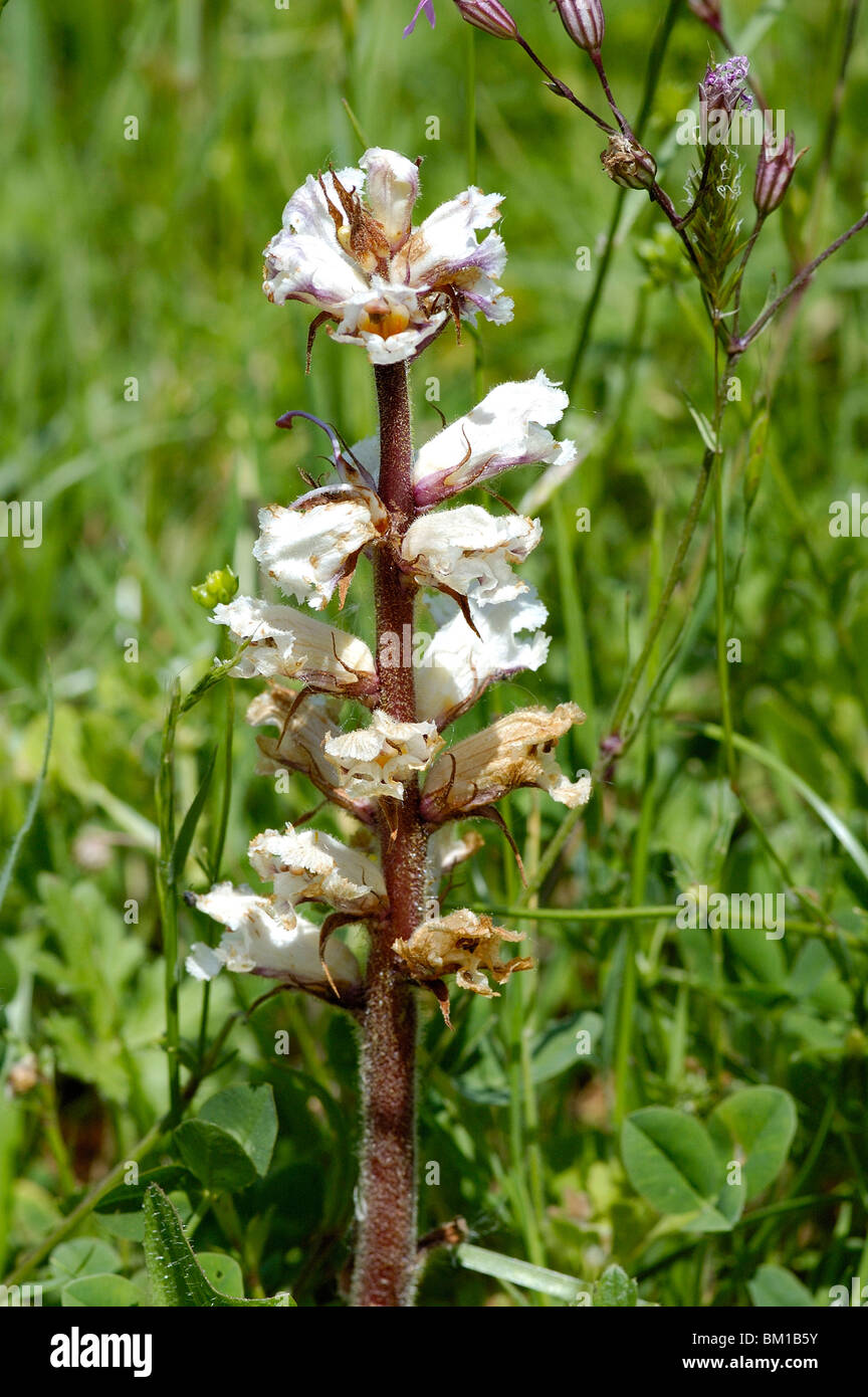 Orobanche crenata, Bean Broomrape Stock Photo - Alamy